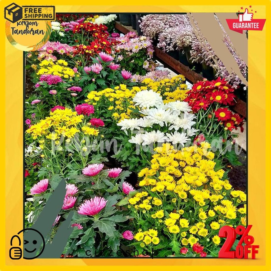 Jual Tanaman Bunga Krisan Berbunga Rimbun Satu Pot 1 Kg Kirim Include Media Tanam - Bisa Pilih ...