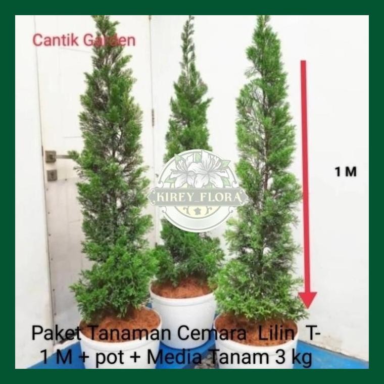 Jual Paket Tanaman Cemara Lilin T - 1 M Sudah Berikut Pot Dan Media ...