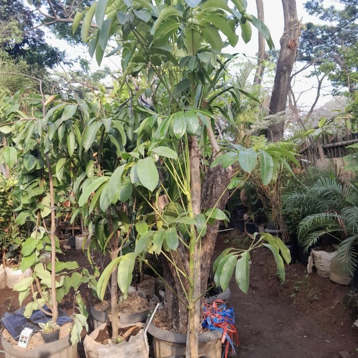 Jual Tanaman hias indoor outdoor walisongo / walisongo daun besar ...