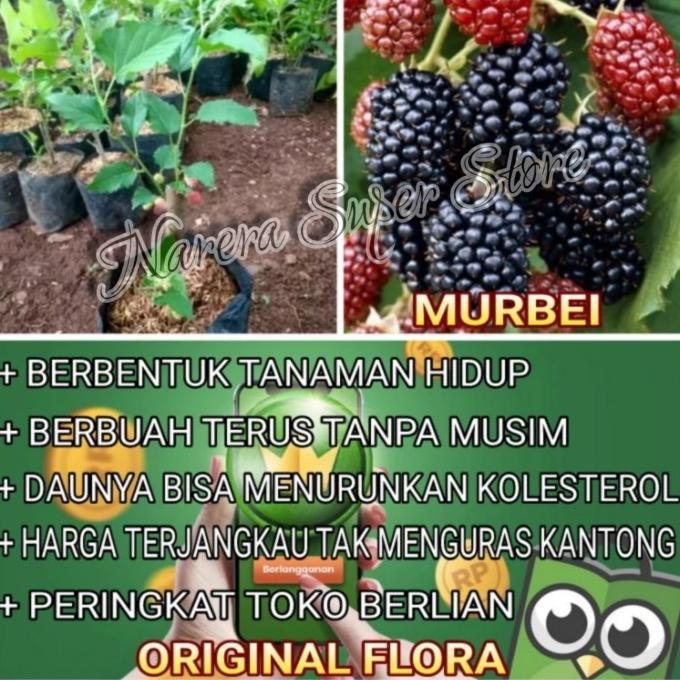 Jual PREMIUM Murbei Mulberry Bibit Tanaman Hidup Pohon Buah Berry ...
