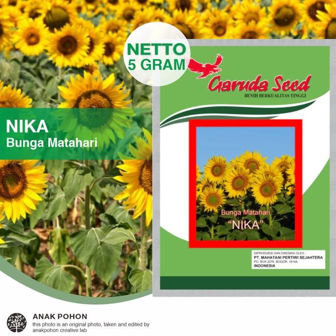 Jual (1 PACK) Benih Bunga Matahari NIKA Sunflower Seeds - Garuda Seed ...