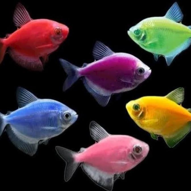 Jual (Good) Ikan Tetra warna warni menyala neon untuk aquascape hias ...
