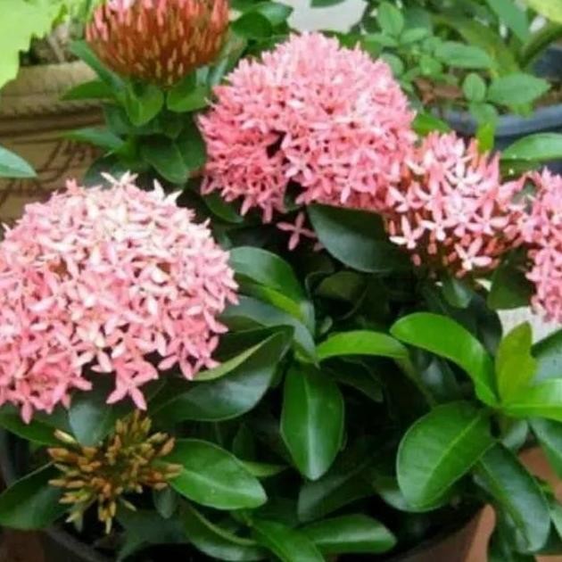 Jual fth- It34 Tanaman hias asoka bunga pink / pohon soka Original ...