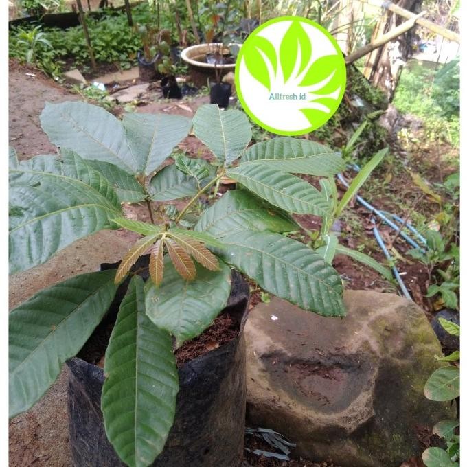 Jual bibit tanaman matoa/ pohon buah matoa merip leci PREMIUM | Shopee ...