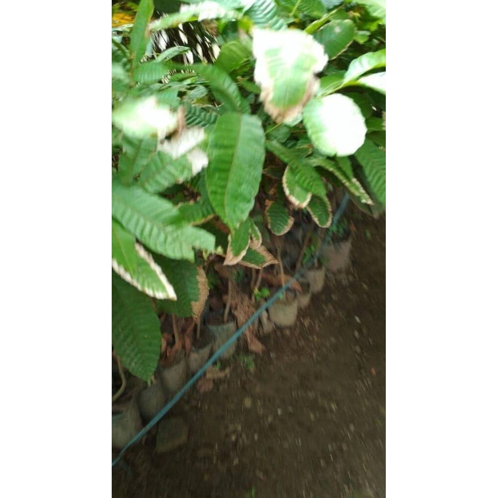 Jual Bibit Tanaman Buah Matoa Merah NNN PREMIUM | Shopee Indonesia