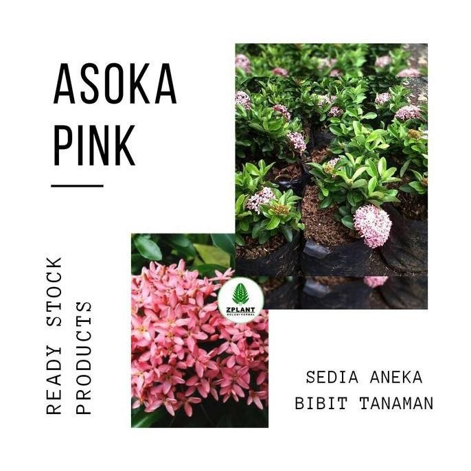 Jual Tanaman Hias Bunga Asoka Soka Pink Bibit Pohon Saraca Indica SUPER ...