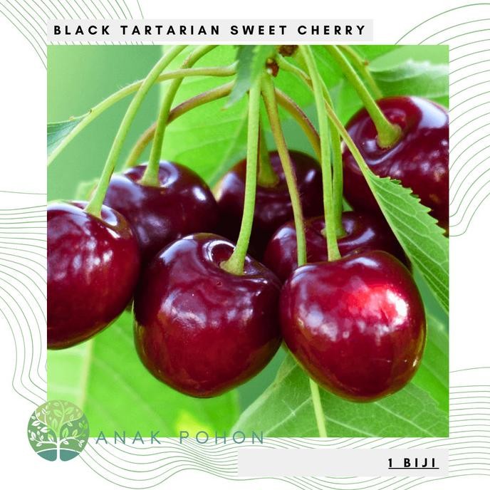 Jual Benih Bibit Biji - Buah Ceri Hitam Manis Black Tartarian Sweet ...