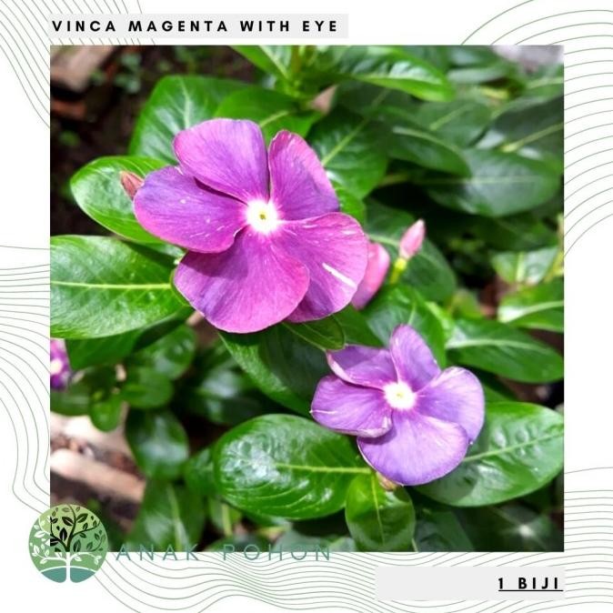 Jual Benih Bibit Biji - Vinca Magenta With Eye Flower Seeds murah ...