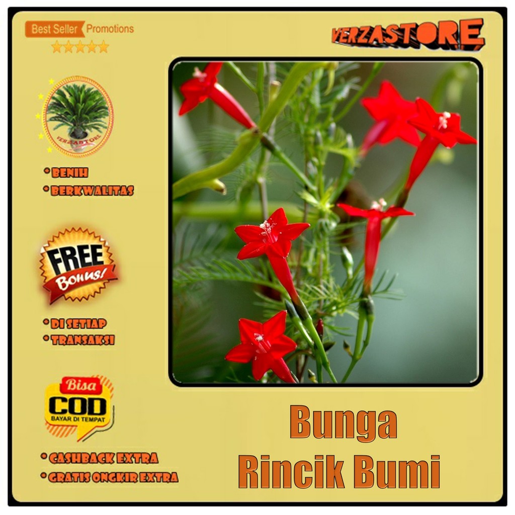 Jual Biji Benih Bunga Rincik Bumi / Songgo Langit / 5 Biji | Shopee ...