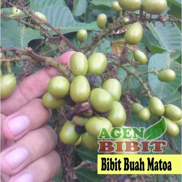 Jual Bibit Buah Matoa - Tanaman Buah Mirip lengkeng Aroma Durian Khas ...