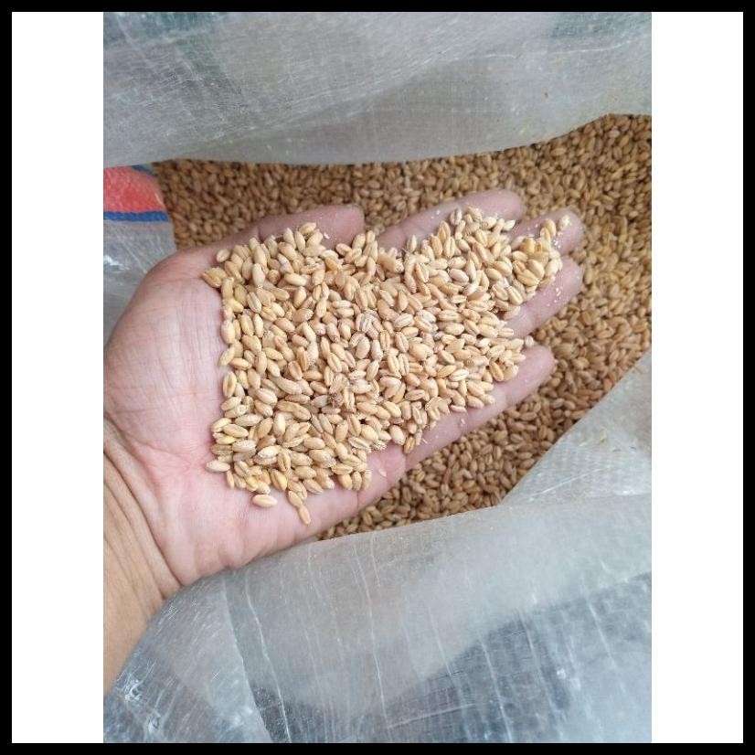 Jual BIJI GANDUM UTUH REPACK 1 KG. | Shopee Indonesia