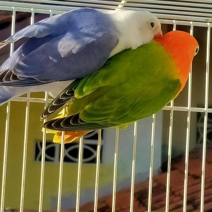 Jual BURUNG LOVEBIRD SEPASANG BIOLA GREEN DAN BIOLA VIOLET | Shopee ...
