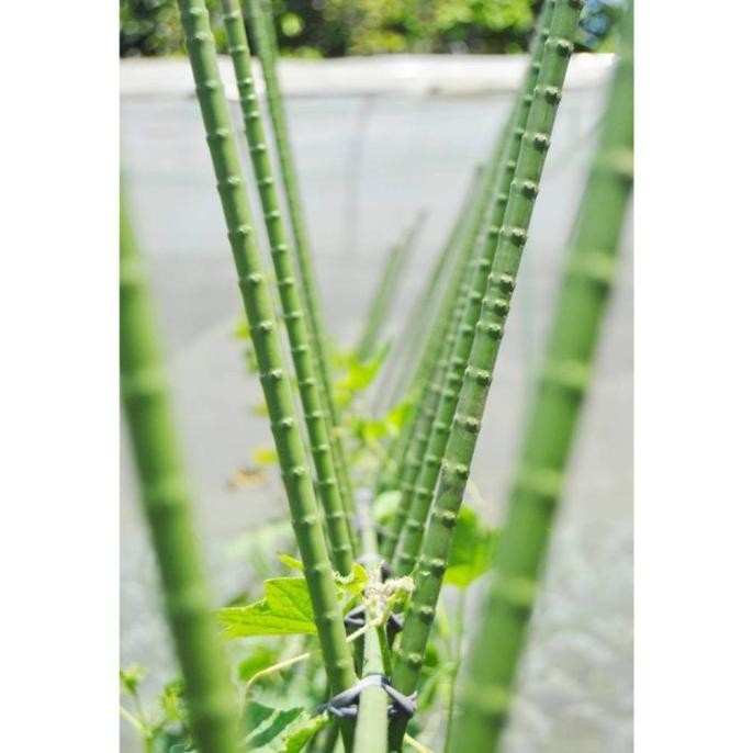 Jual [Expert] Ajir Modern Take / Takiron 11mm X 2100mm | Shopee Indonesia