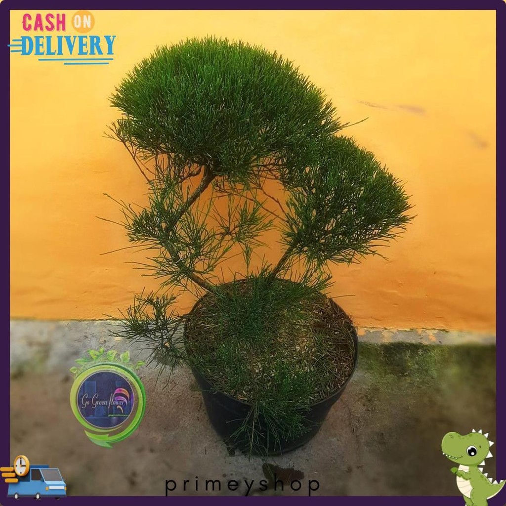 Jual Bonsai Cemara Udang Casuarina Equisetifolia Bahan Bonsai Bibit ...