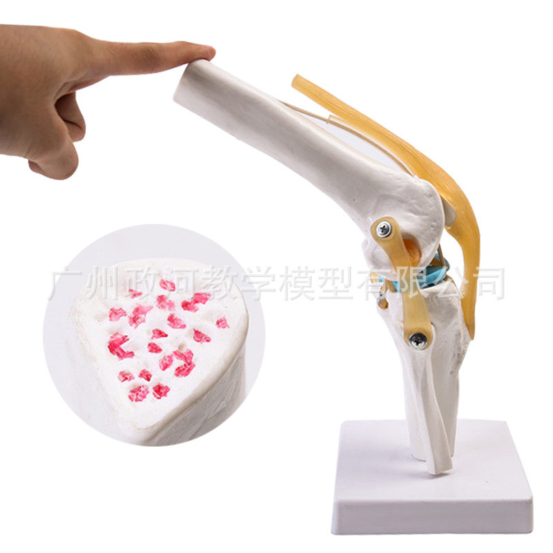 Jual Al Mubarokk Life Size Human Knee and Knee Ligament Model Femur ...