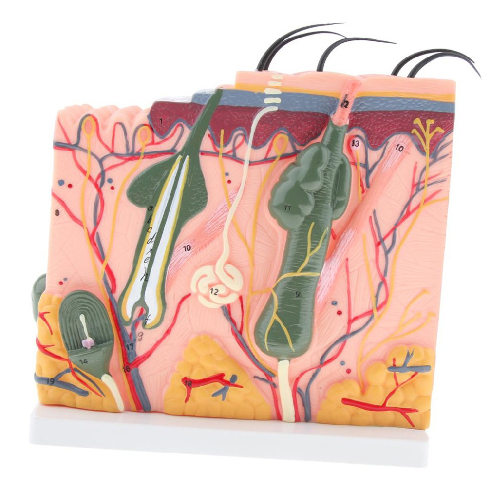 Jual GERAI SUKSES Professional Human Skin Medical Science Model 35X 50X ...