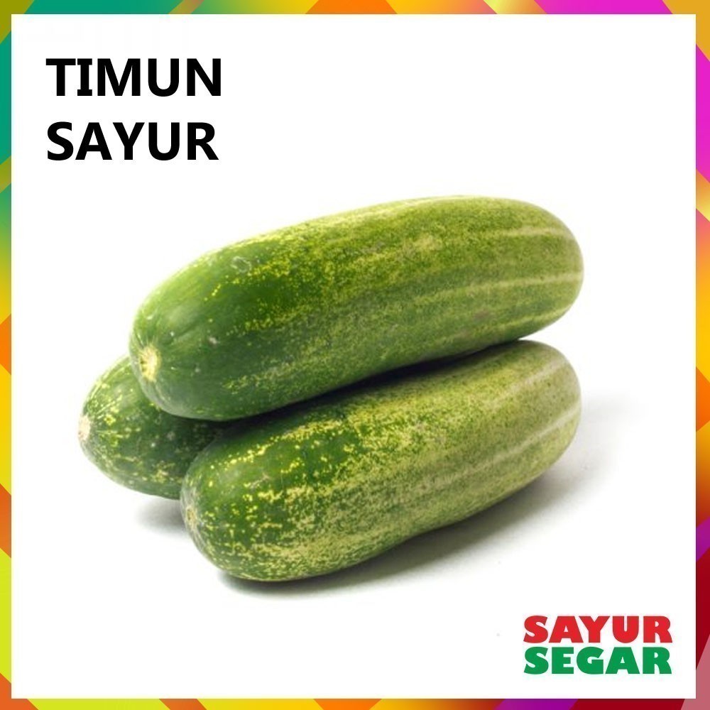 Jual Timun Sayur [500G] | Shopee Indonesia