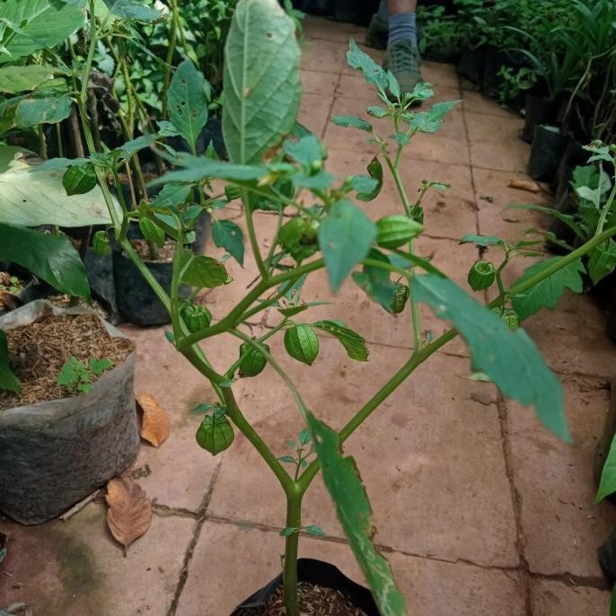 Jual PREMIUM Bibit Tanaman Ciplukan - Pohon Buah Cecenet - Tanaman ...