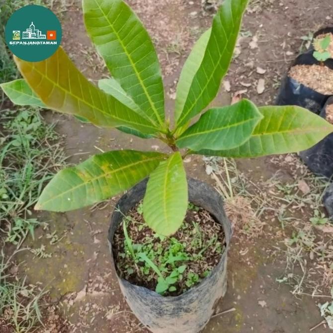 Jual Pohon Jambu Mete/Buah Jambu Mede/ Tanaman Buah Jambu Monyet Langka ...