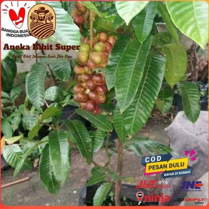 Jual POOLLL THE BEST Bibit tanaman buah Matoa cepat PREMIUM | Shopee ...