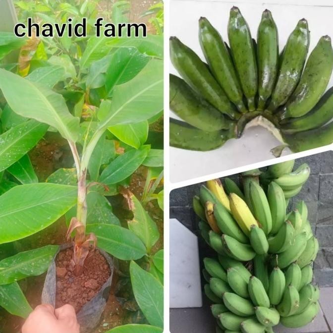 Jual bibit pisang raja ijo tunas anakan tanaman pohon pisang raja ijo ...