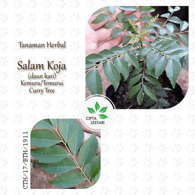Jual Terlaris Bibit Pohon Kari Tanaman Daun Salam Koja Curry Tree ...