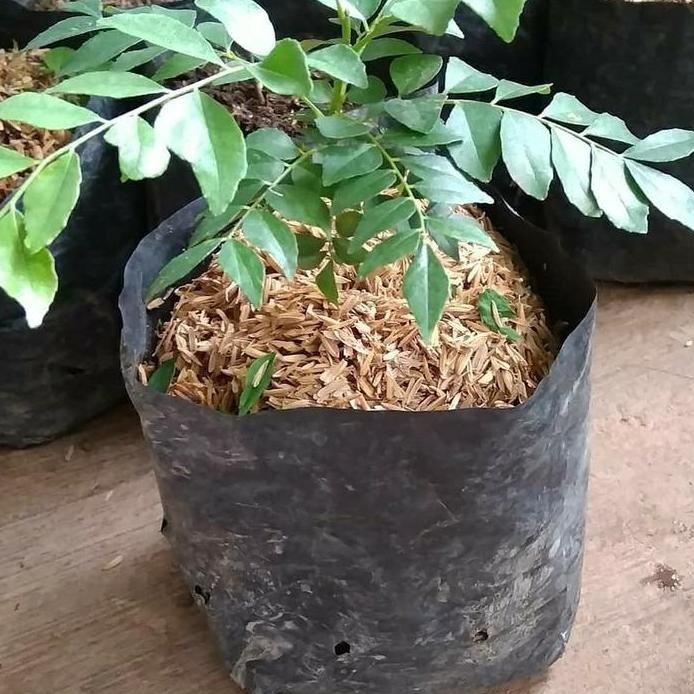 Jual Terlaris Bibit Salam Koja/Temurui/ Daun Kari | Shopee Indonesia