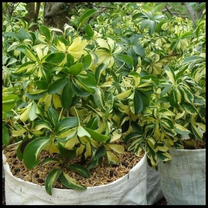 Jual Pohon Walisongo - Tanaman Hias Walisongo | Shopee Indonesia