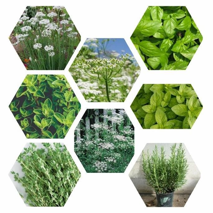 Jual fresh Paket Hemat 8 Jenis Biji/Benih Herb Mint Basil Rosemary ...