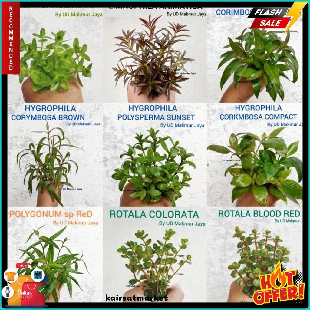 Jual Paket 100 Stem Plant Aquascape 10 Jenis Terlengkap Dan Termurah ...