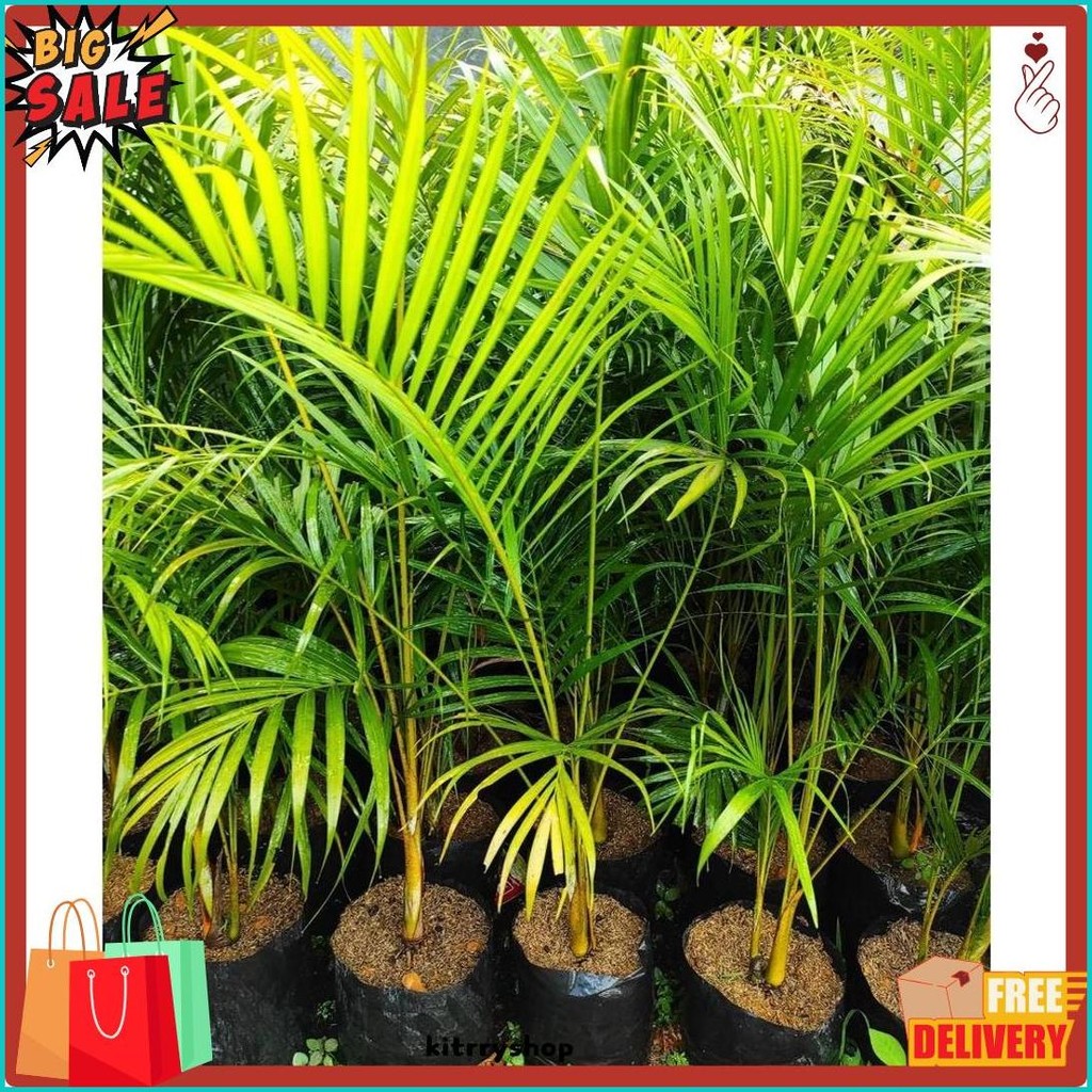 Jual Tanaman Hidup Indoor Palem Kuning 1 Meter - Tanaman Hias Pohon ...