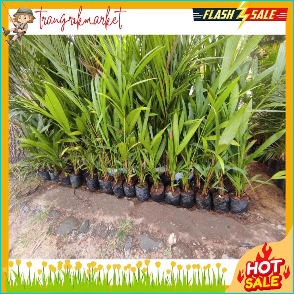 Jual Tanaman Pohon Palm Merah 1 Meter - Tanaman Hias Palem - Tanaman ...