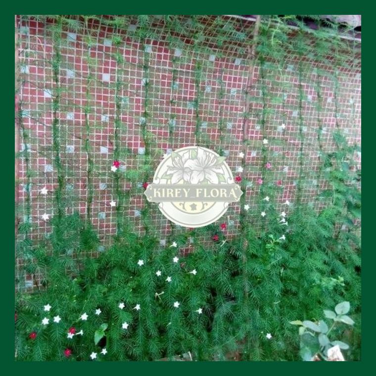 Jual Jaring Milipore Perlengkapan Kebun Tanaman Rambat | Shopee Indonesia