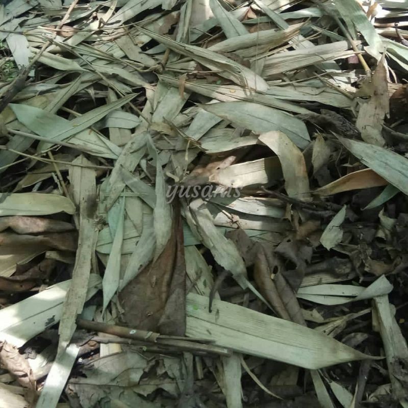 Jual Daun Bambu Kering / Media Tanam Daun Bambu 1kg | Shopee Indonesia