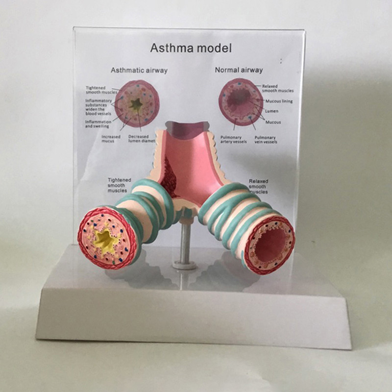 Jual GERAI SUKSES Human Trachea Anatomy Model Realistic Bronchus ...