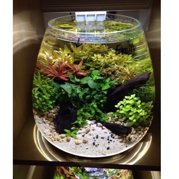 Jual NEW Aquarium Mini Ikan Cupang /Akuarium Kaca bulat | Shopee Indonesia