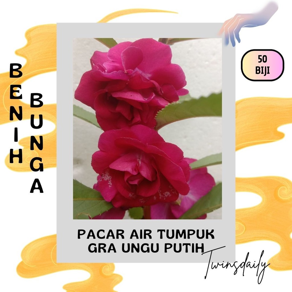 Jual Twinsdaily | Benih Bunga Pacar Air Tumpuk Impatiens Balsamina ...