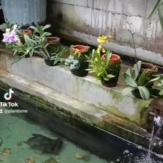 Jual Terrabase Media Tanam Wadah Terracotta Tanah Liat [terbaik ...