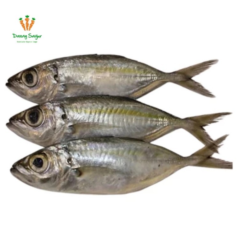 Jual Ikan Katombo Segar - 1kg | Shopee Indonesia