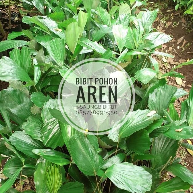 Jual PREMIUM Bibit Pohon Aren -Tanaman Buah Aren - Bibit Kolang Kaling ...
