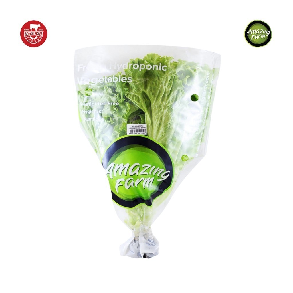 Jual Selada Keriting Sayur Hidroponik 250gr - Brothermeatshop | Shopee ...
