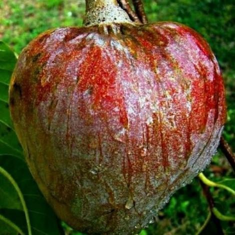 Jual Bibit Srikaya Mulwo Langka/ Bibit Buah Nona Langka/ Srikaya Gundul ...