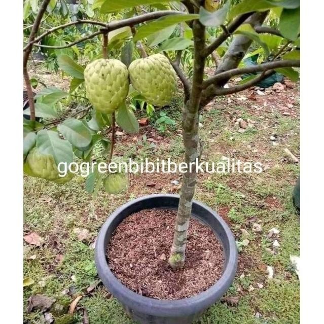 Jual KLITAS Bibit tanaman bibit buah srikaya besar pohon buah srikaya ...