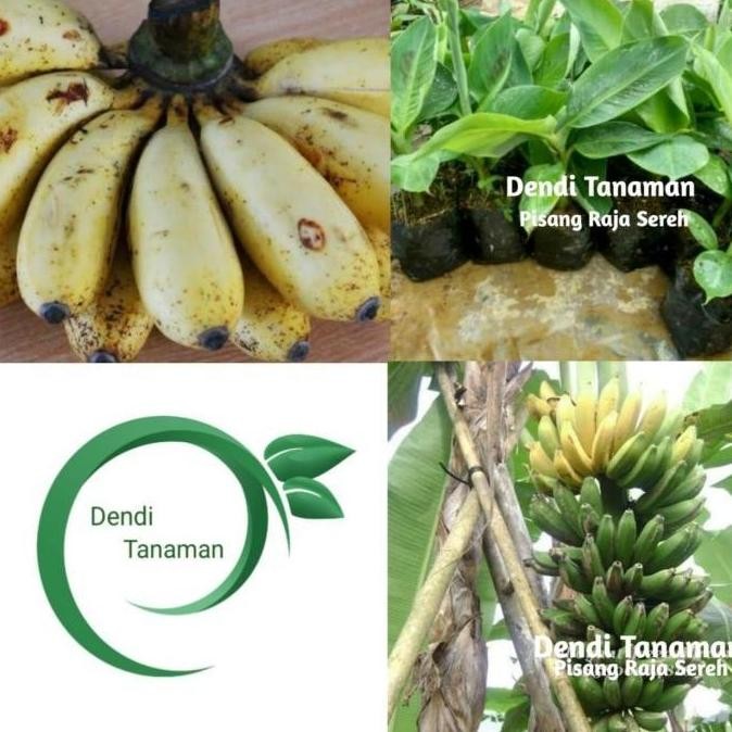 Jual Terlaris Pohon Bibit Pohon Pisang Raja Sereh / Buah Pisang Raja ...