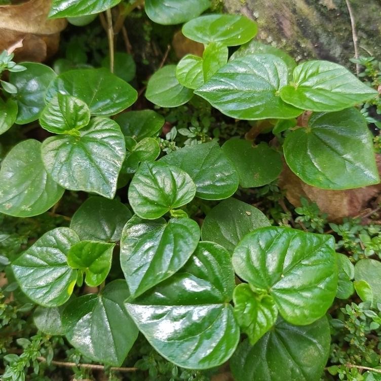 Jual rq-56 Ur37 Tanaman Obat Sirih Cina (Peperomia Pellucida): Tanaman ...