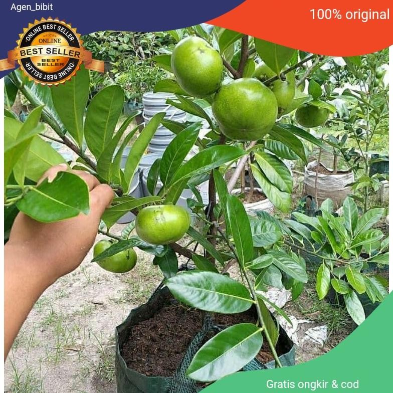 Jual NEW!!! Bibit Black Sapote Jumbo Cangkok Asli Okulasi / Sawo Mexico ...