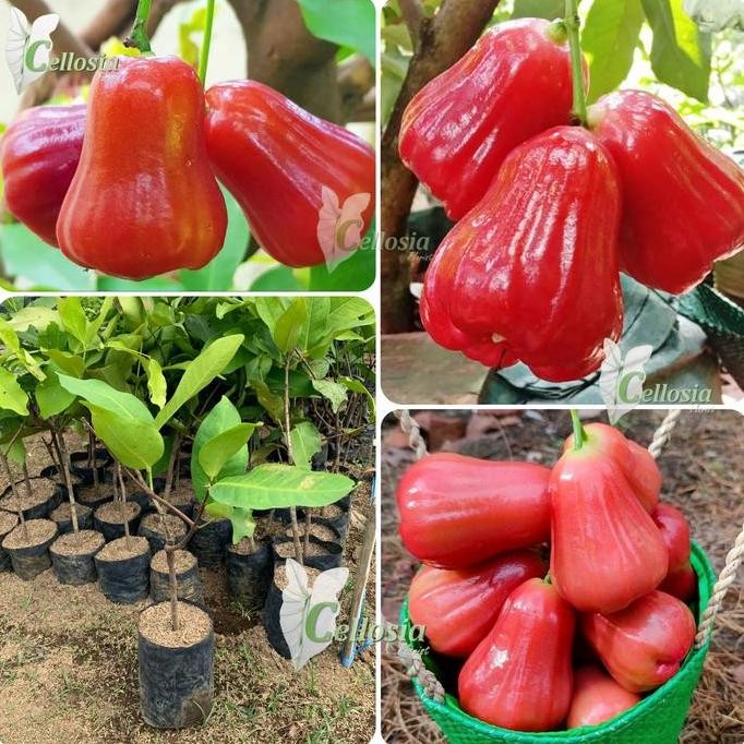 Jual UNGGULAN Bibit Tanaman Buah Jambu Air Citra Merah Okulasi Genjah ...