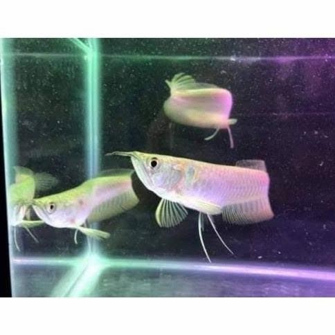 Jual Premium Ikan Arwana Silver Red 10Cm High Quality | Shopee Indonesia