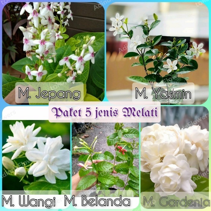 Jual Jual [READY] paket 5 jenis melati wangi - melati kampung - tanaman ...