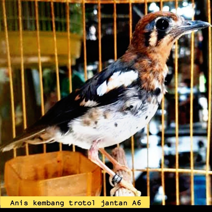 Jual Burung anis kembang riwikan jantan | Shopee Indonesia